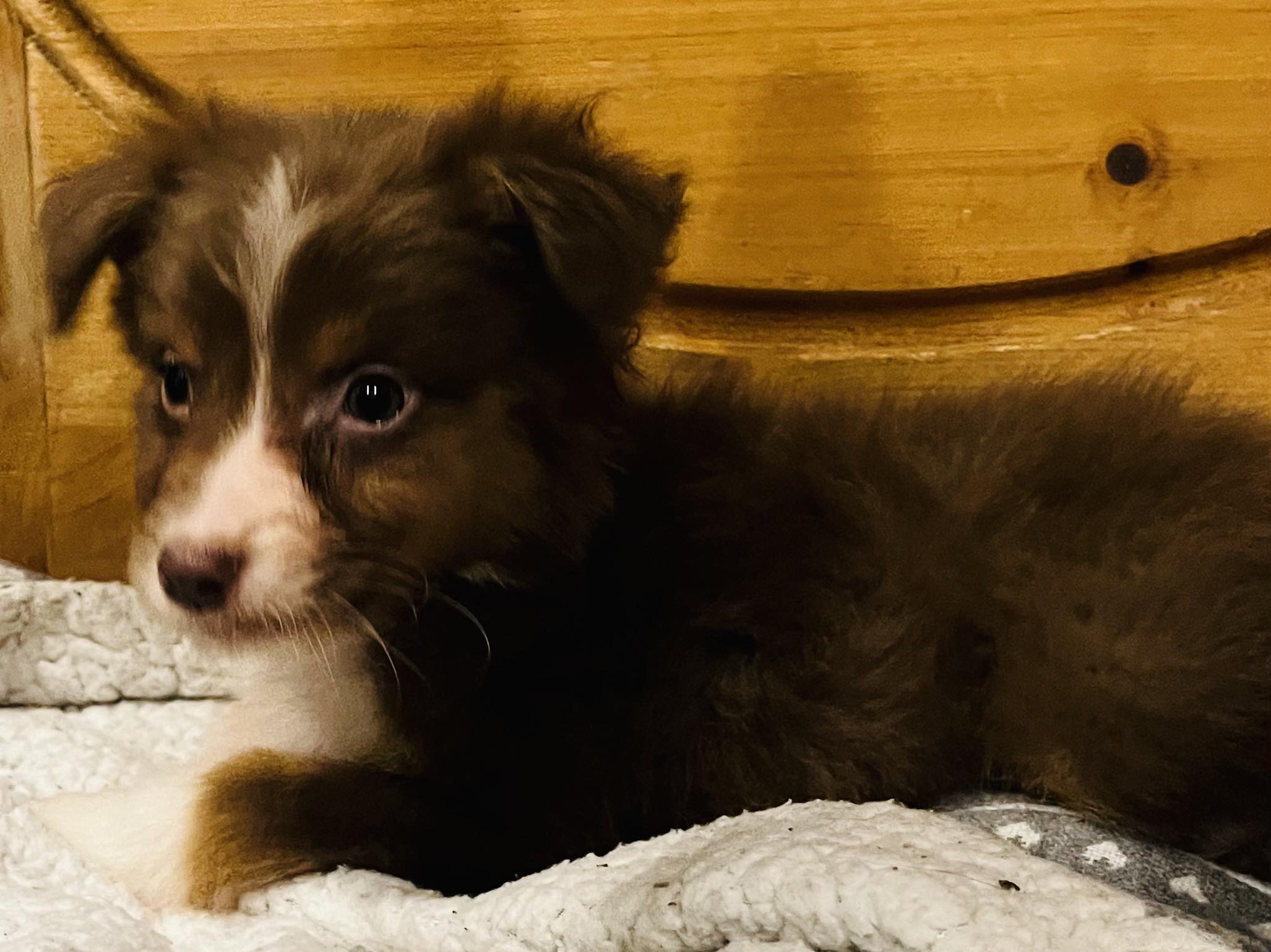 Chiots disponibles - Shepstar bergers australiens