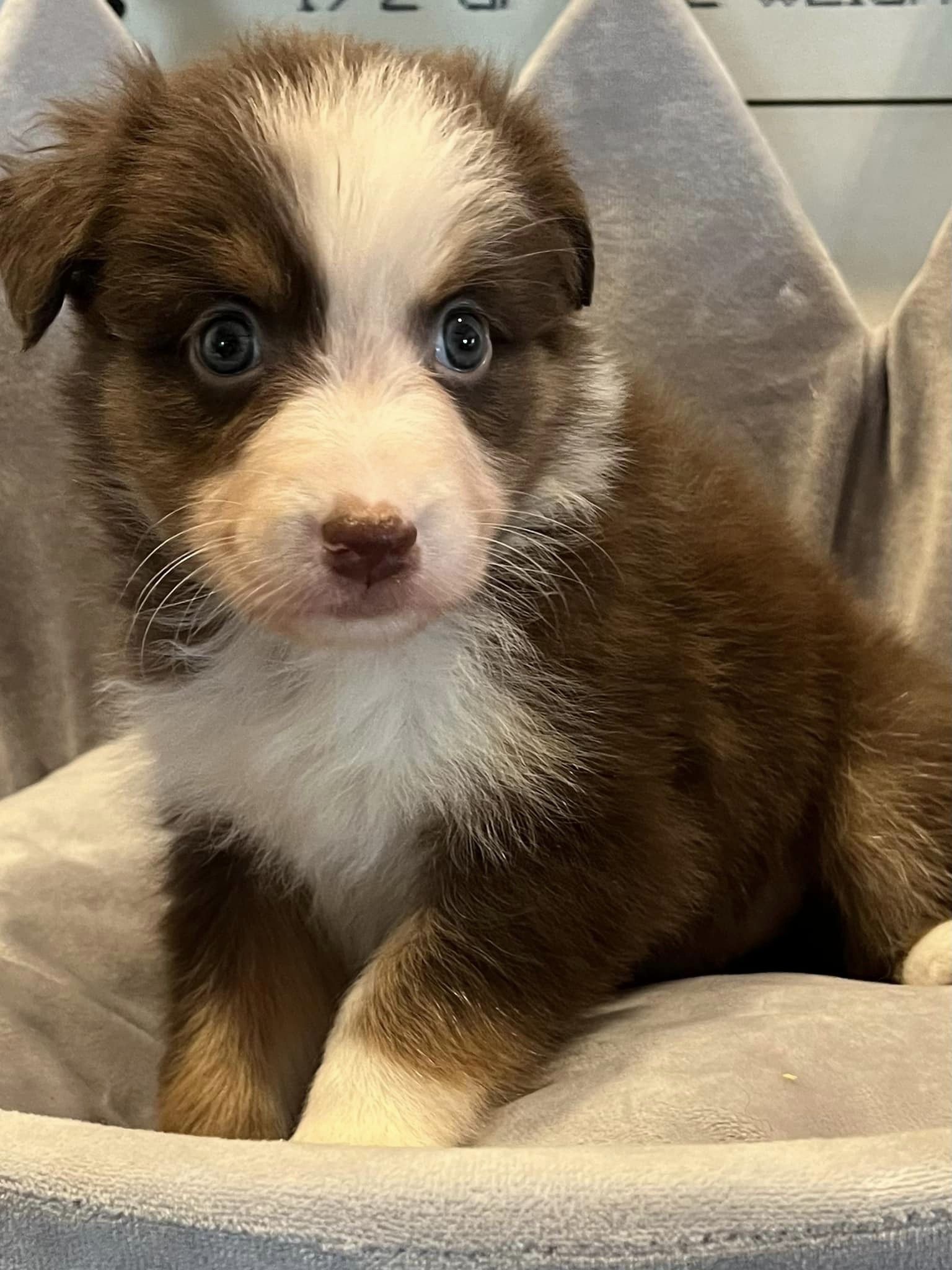 Chiots disponibles - Shepstar bergers australiens
